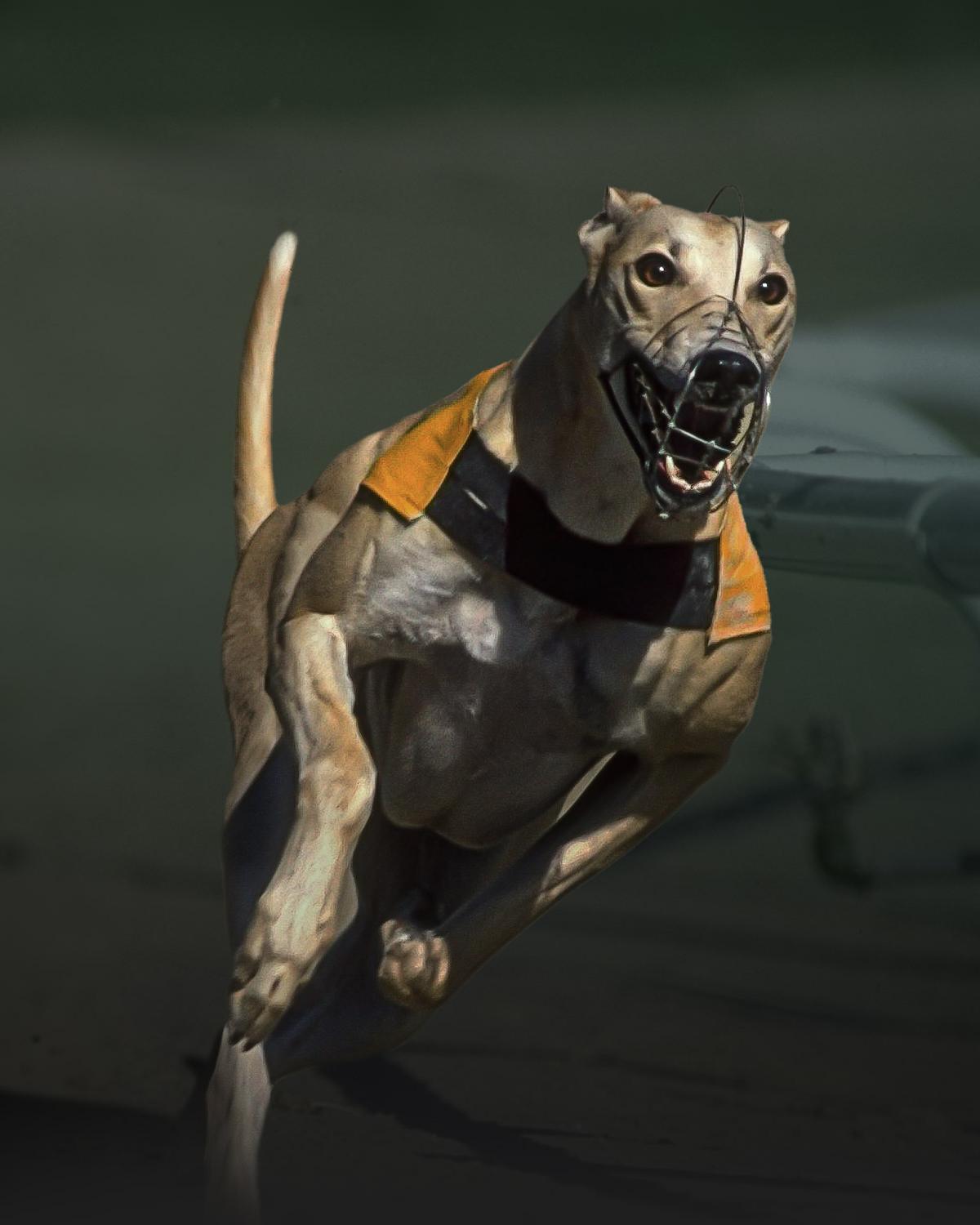 Greyhounds Betting & Latest Greyhounds Odds - bet365